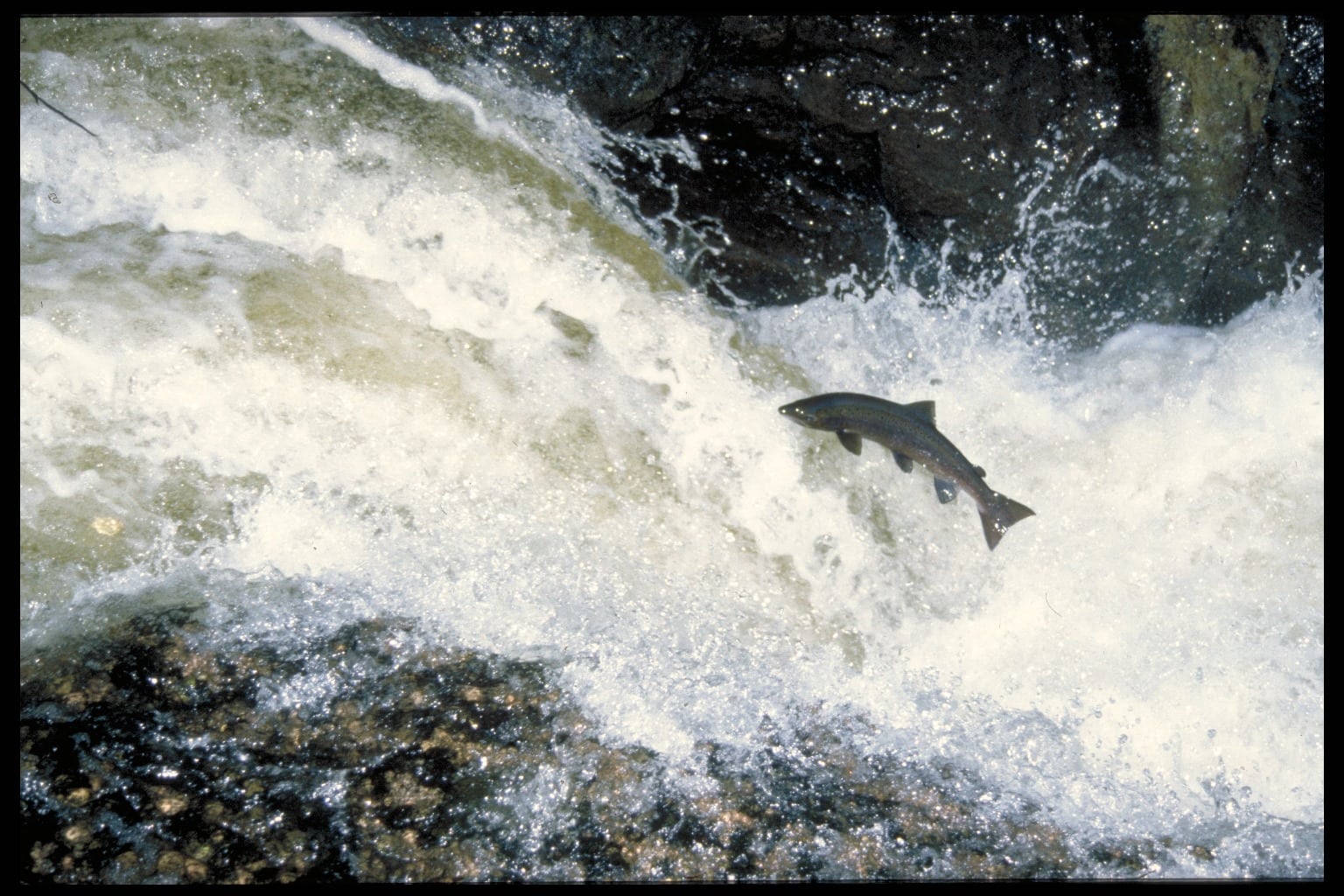Marine Using genetics to map salmon run times - Marine