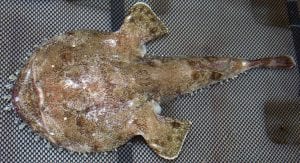 Marine Demersal Trawling with Genesis - Marine