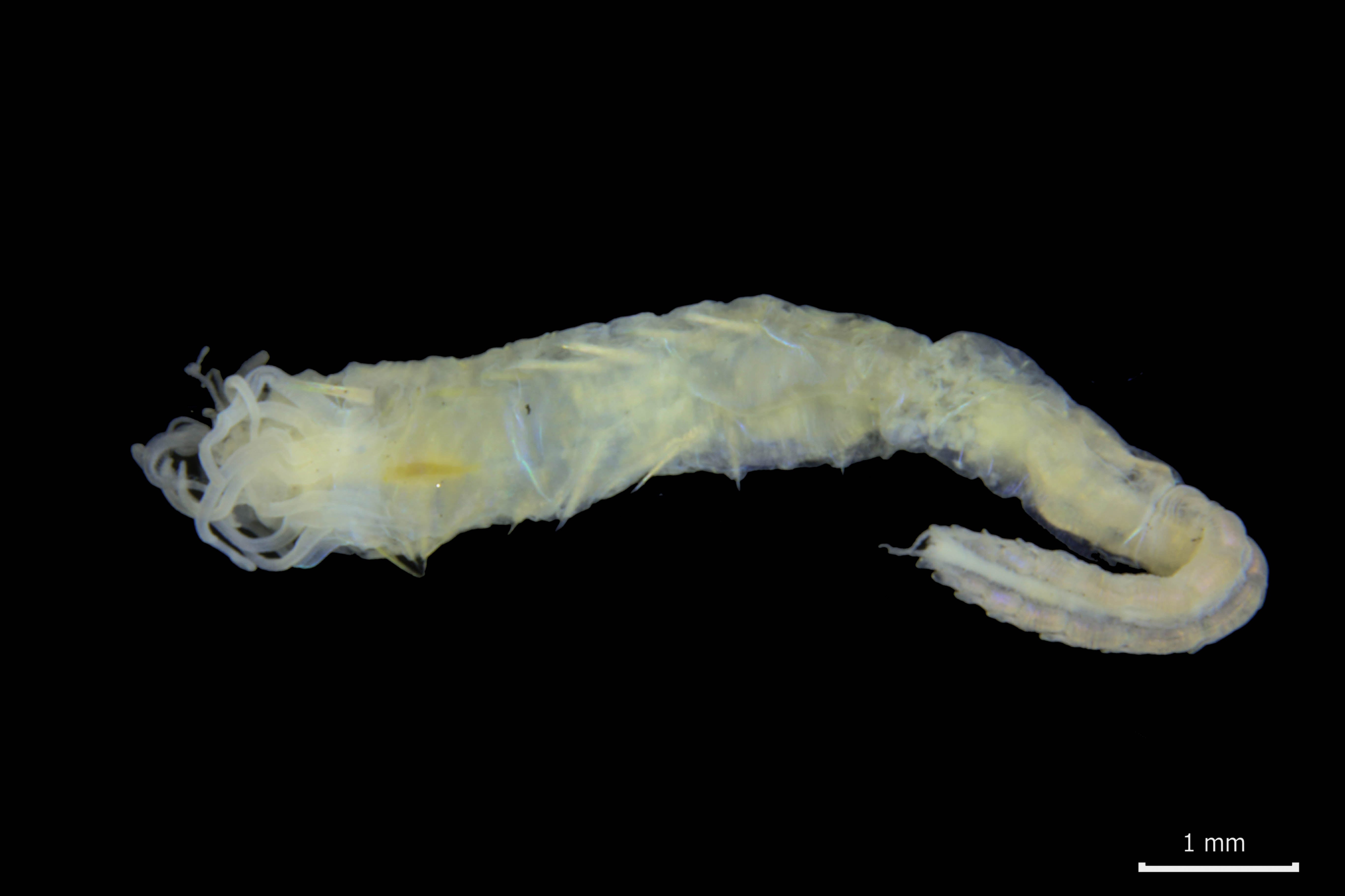 Marine All Eyes on New Worm Species - Marine Collaborations