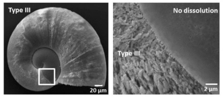 Marine Ocean Acidification and the Damage it can Cause - Marine