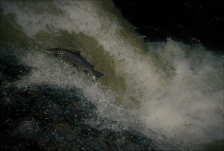 Marine Understanding the migration routes of Atlantic salmon - Marine