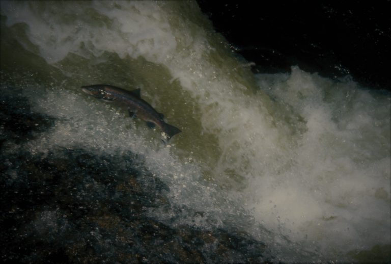 Marine Understanding the migration routes of Atlantic salmon - Marine