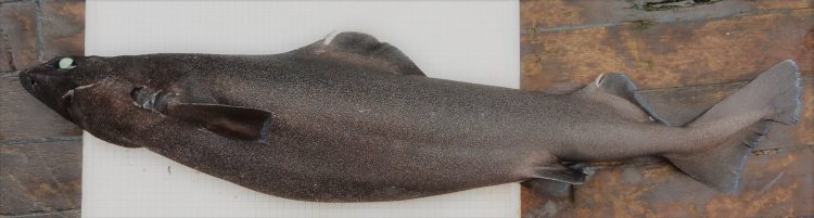 Marine Sharks, skates and rays - Marine Directorate general