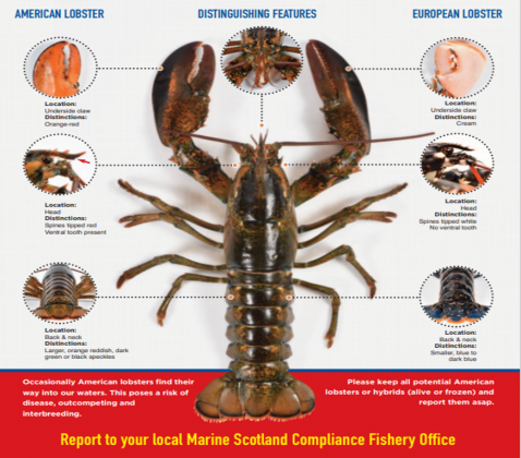 Marine Retain and report American lobster - Marine
