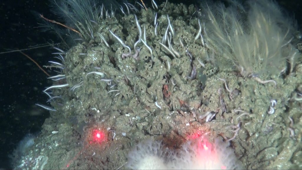 Marine Identification of Sabellaria spinulosa reef on the Scottish east ...