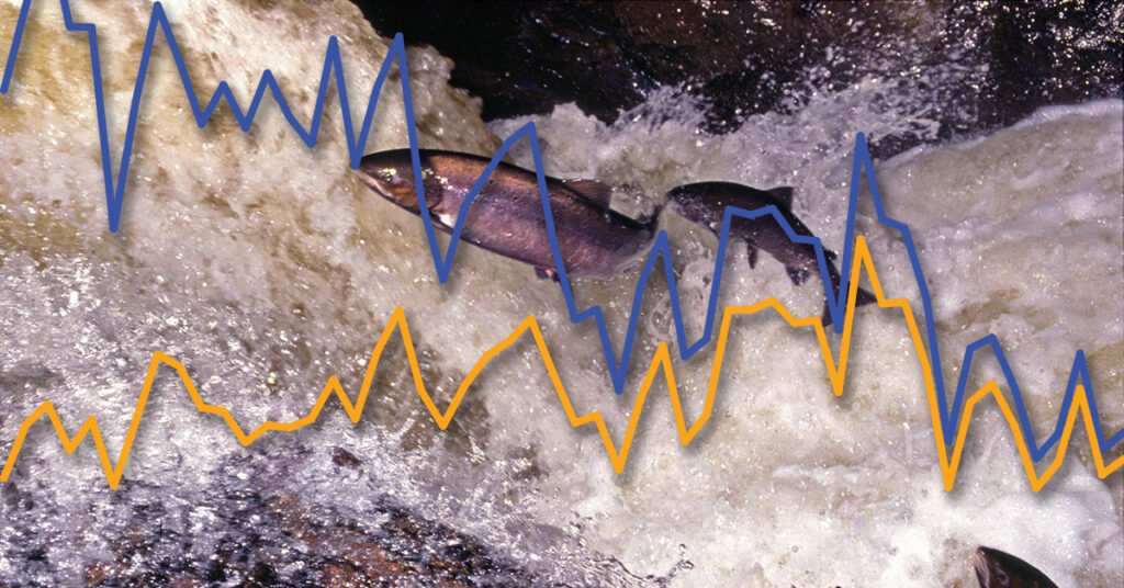 Marine How Scotland's wild Atlantic salmon are faring - Marine