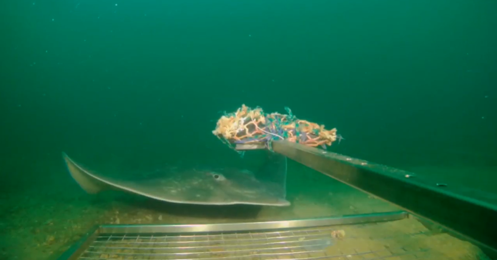 Marine Endangered species Archives - Marine