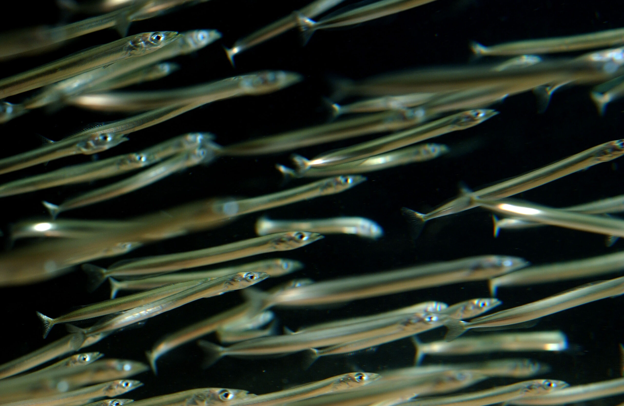 Marine Rural Affairs Secretary welcomes sandeel arbitration ruling - Marine