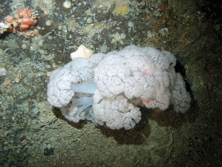 Marine Strengthening Protection of Scotland’s Marine Environment: New ...